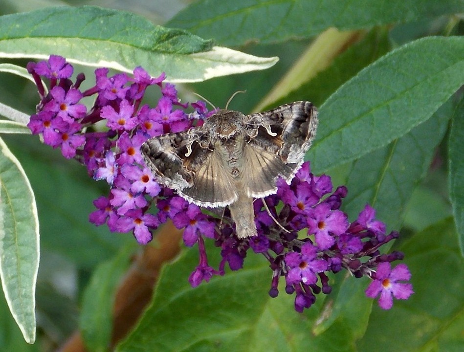 Gammaeule Butterfly Noctuinae - Free photo on Pixabay