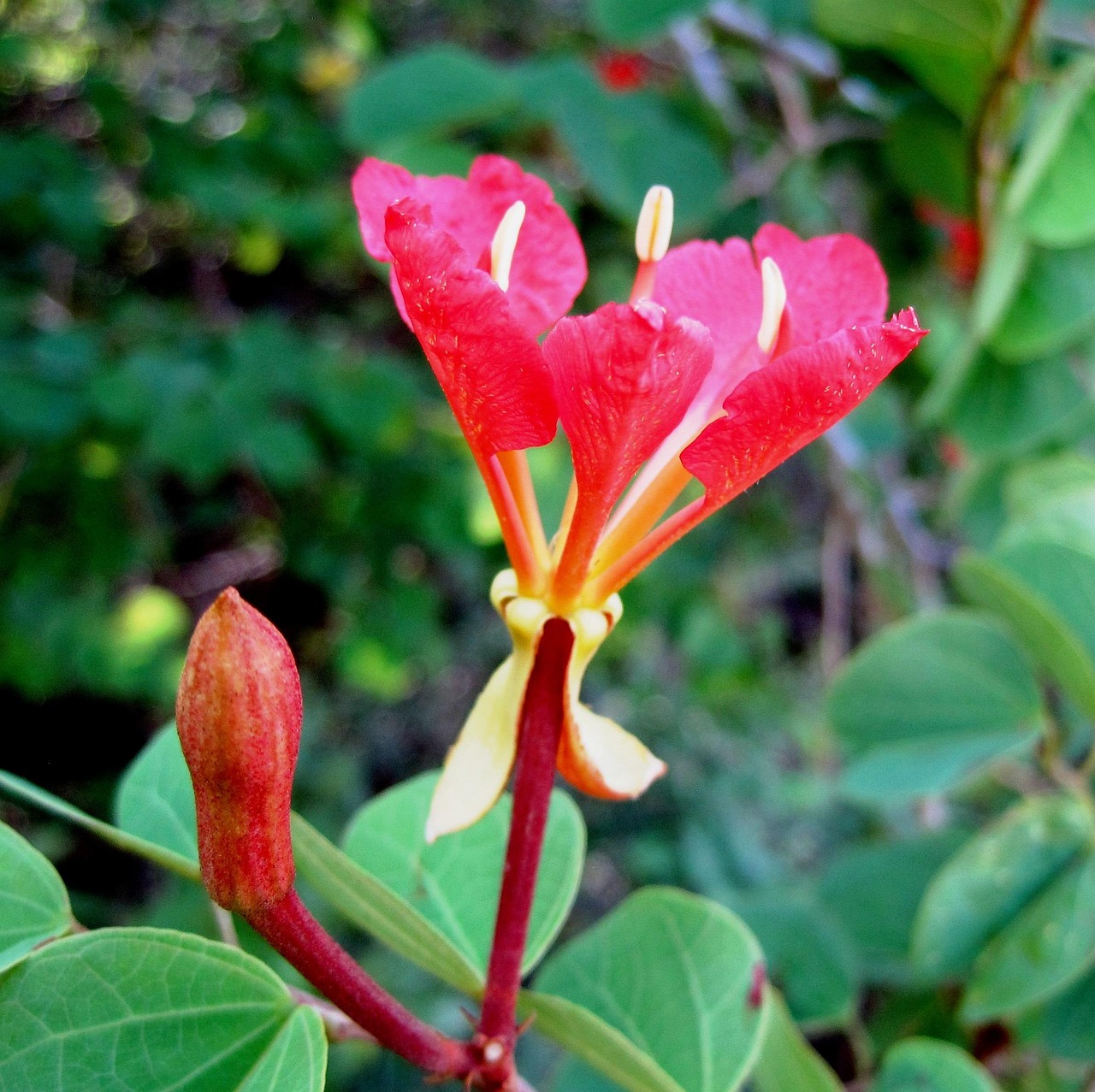 Pride Of The Cape Flower Bauhinia - Free photo on Pixabay - Pixabay