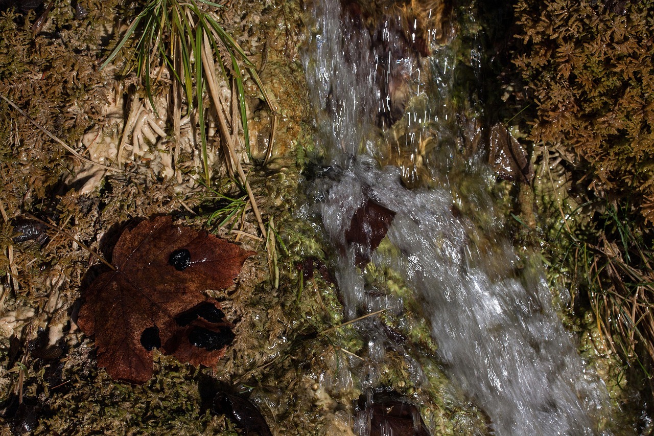 Fonte Ruscello Acqua - Foto gratis su Pixabay - Pixabay