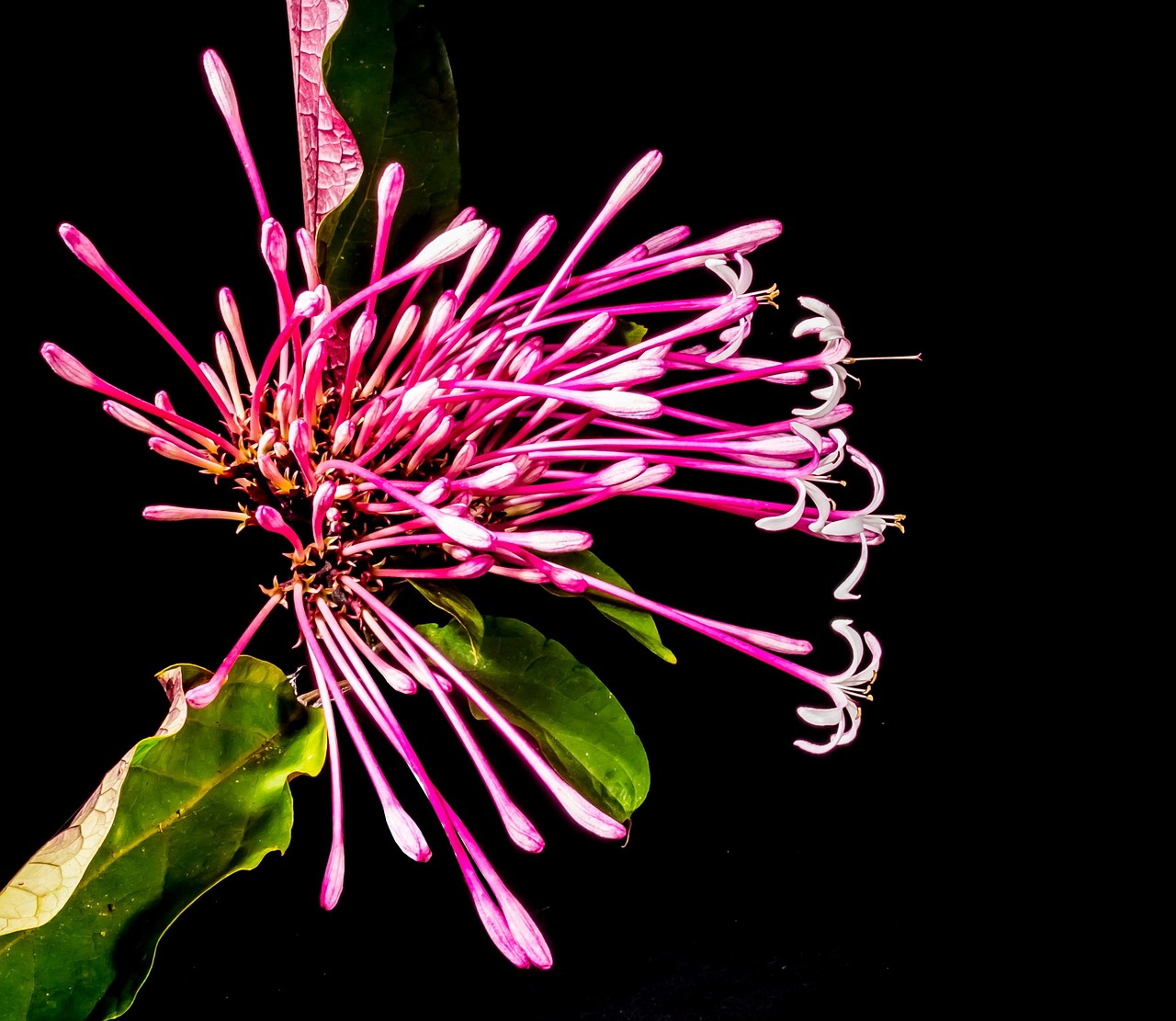 Mekar Bunga Lady - Foto gratis di Pixabay - Pixabay
