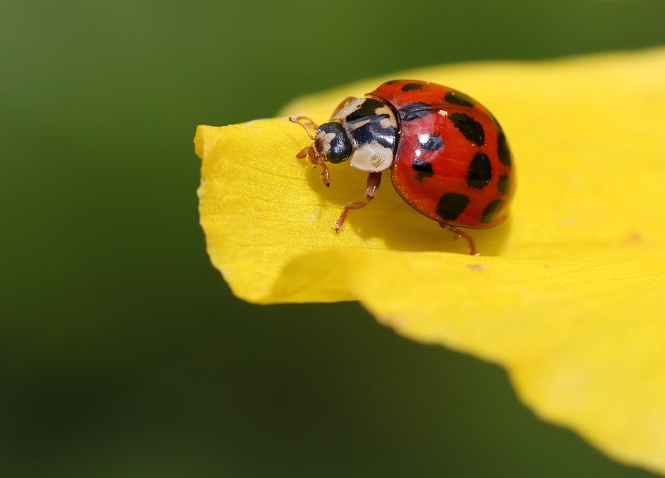Ladybug Beetle Blossom - Free photo on Pixabay