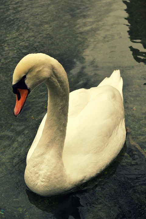 Swan Bird Fly - Free photo on Pixabay - Pixabay