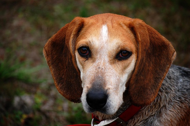 Perro Beagle Animal - Foto gratis en Pixabay - Pixabay