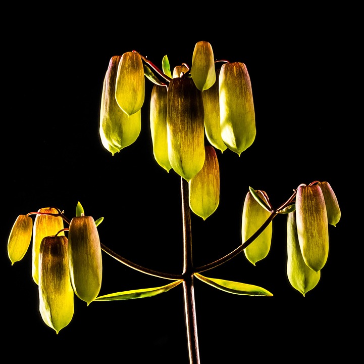 Goethe-Pflanze Gelb Blüte - Kostenloses Foto auf Pixabay - Pixabay