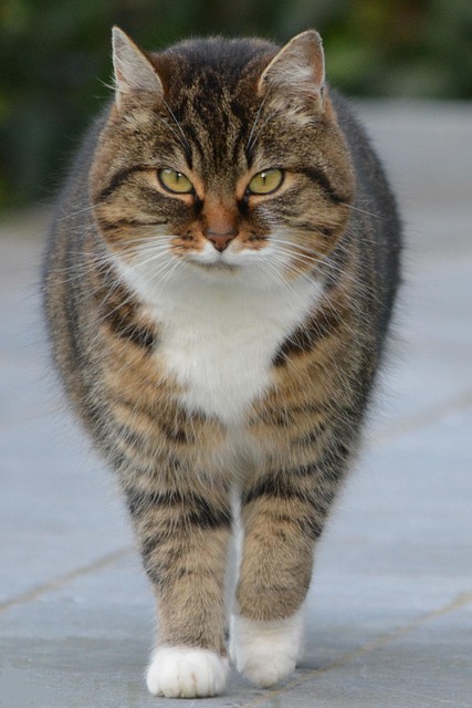 Cat Animal Pet - Free photo on Pixabay - Pixabay