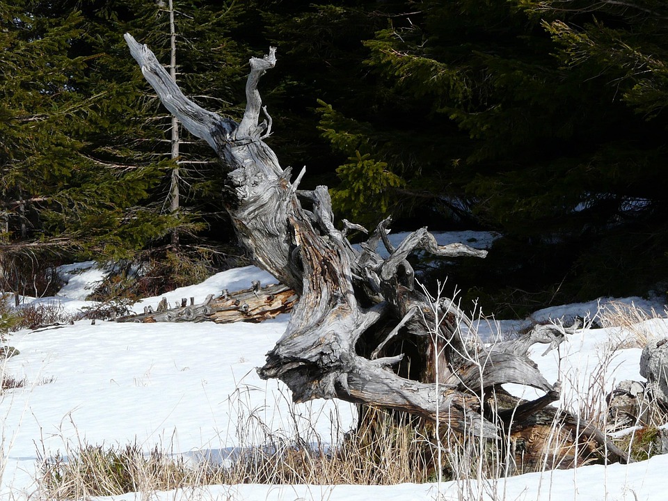 Tree Root Landscape - Free photo on Pixabay - Pixabay