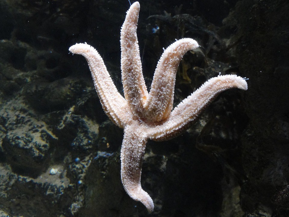 Star Fish Starfish Sea Life - Free photo on Pixabay
