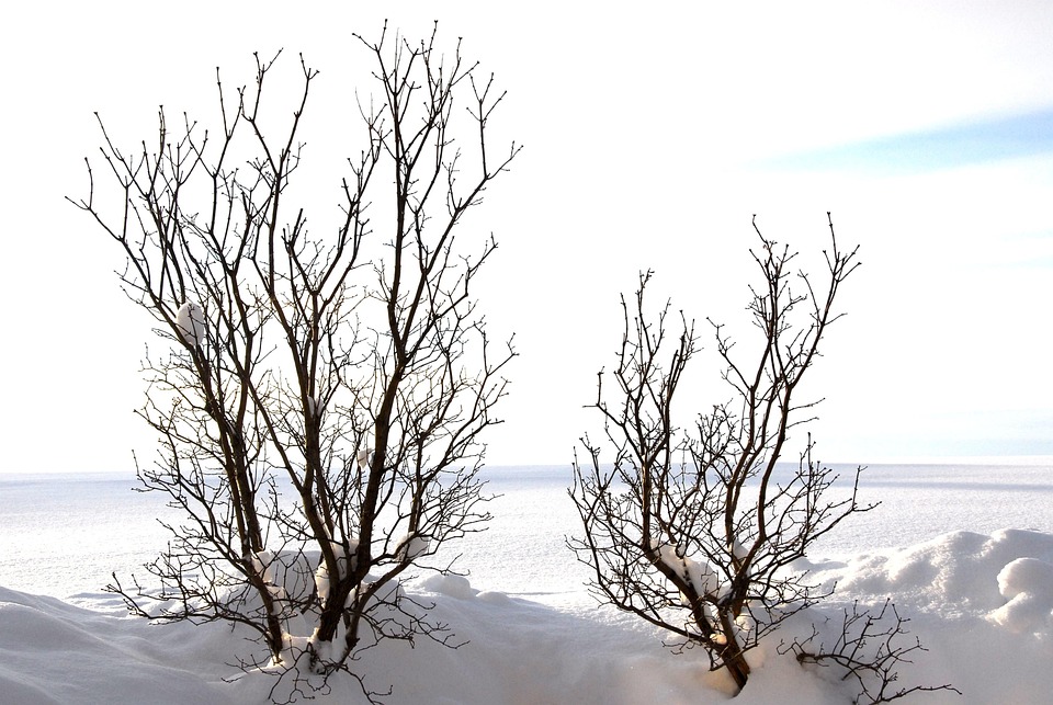 Trees Bald Branches - Free photo on Pixabay