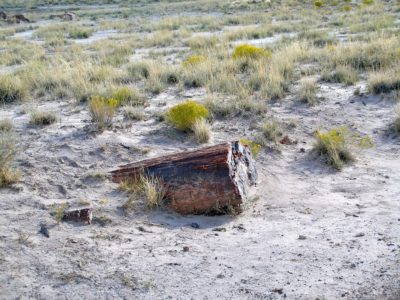 Desert Scrub Vegetation