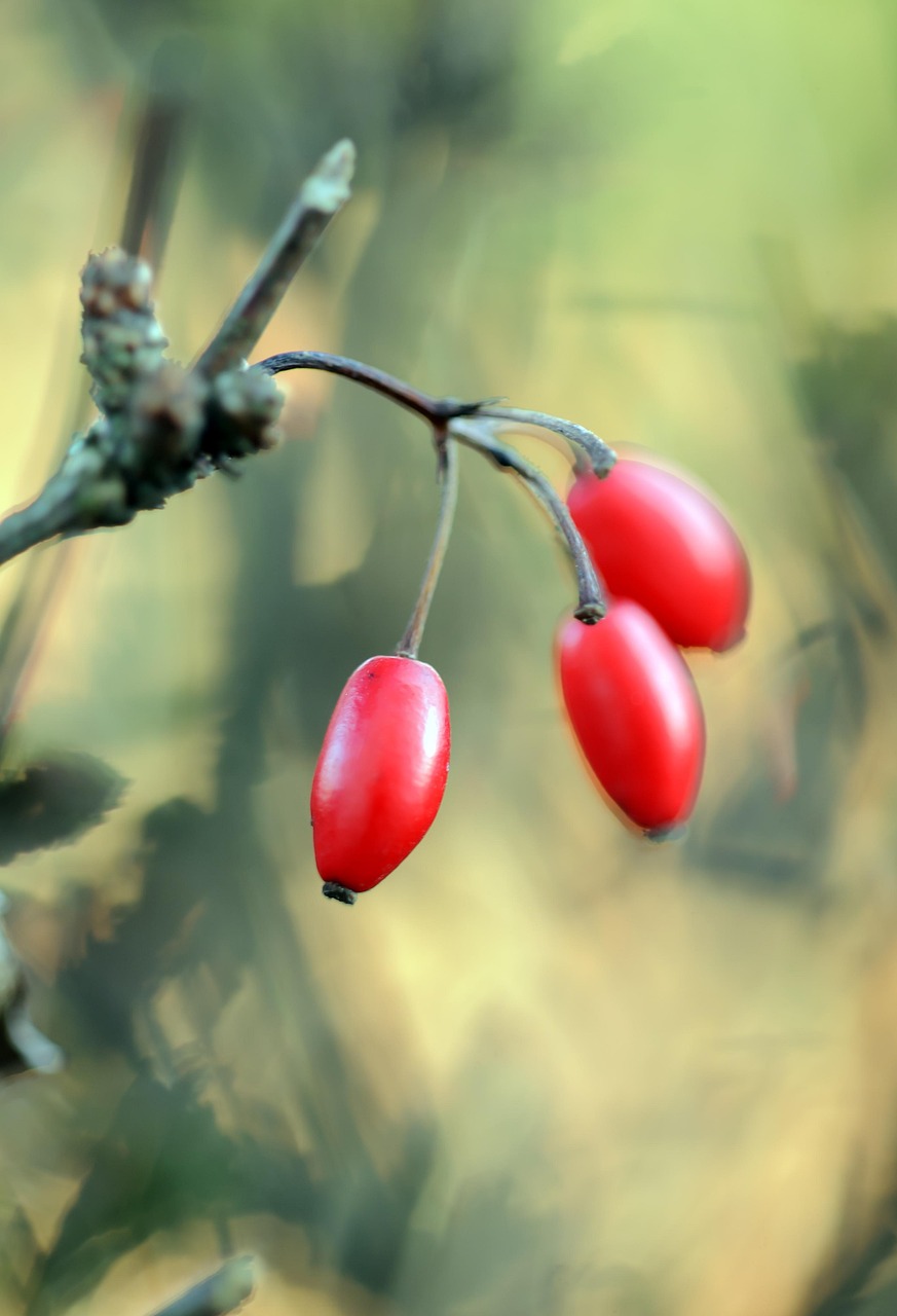 Barberry Berberis Thunbergii Berry - Free photo on Pixabay