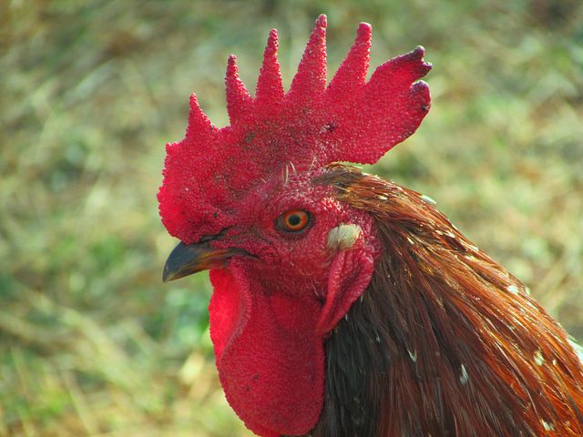 Jeune Coq Images Pixabay Téléchargez Des Images Gratuites