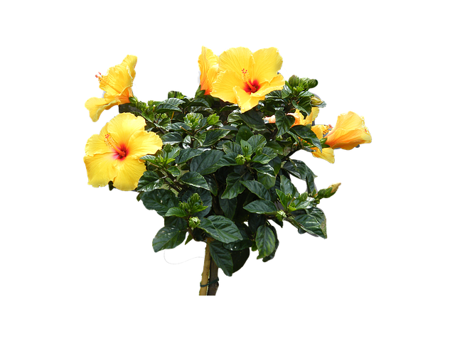 90+ Free Hibiscus & Hawaii Illustrations - Pixabay
