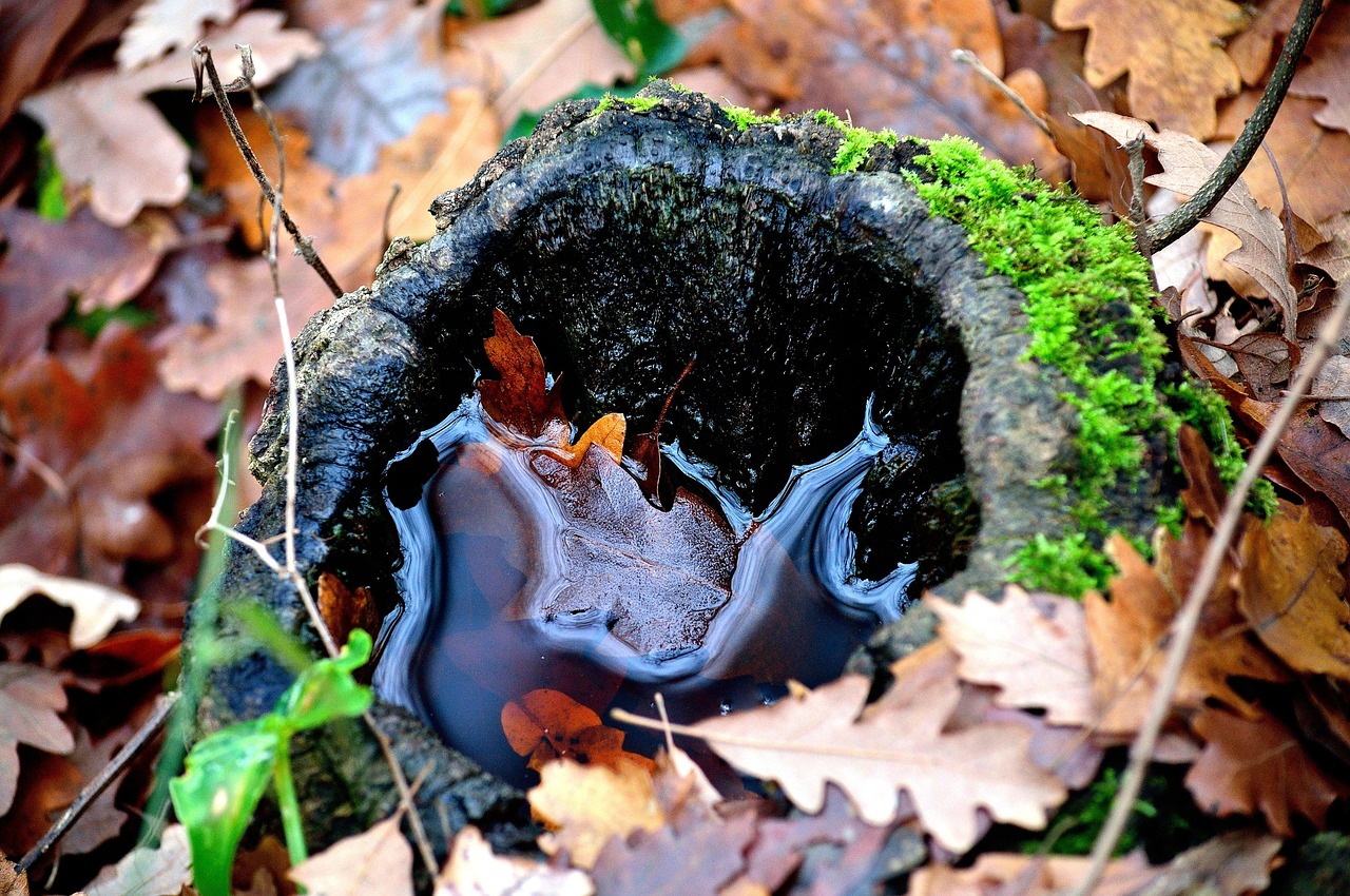 Forest Trunk Water - Free photo on Pixabay - Pixabay