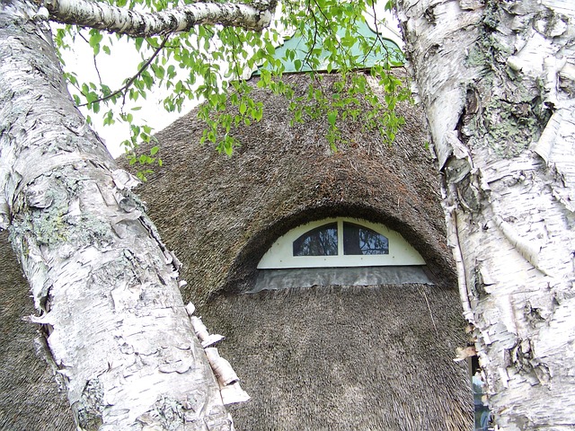 Thatch Roof Dutch - Free photo on Pixabay