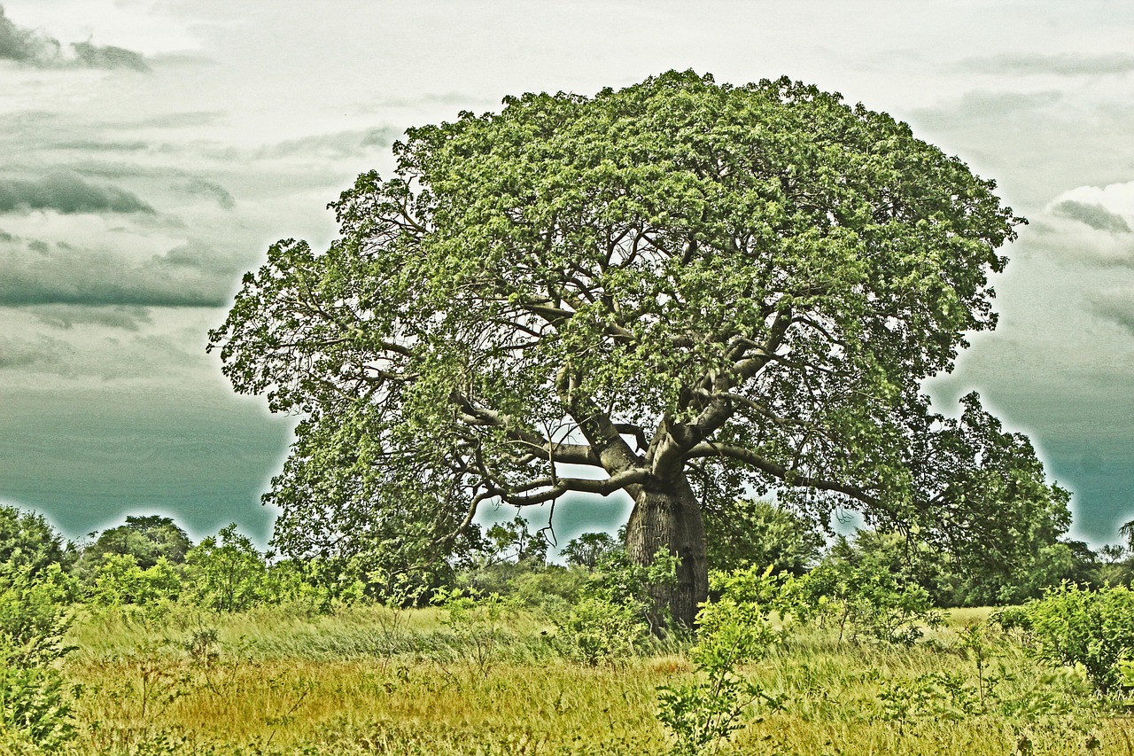 Árbol Paisaje Naturaleza - Foto gratis en Pixabay