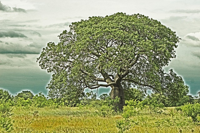 Árbol Paisaje Naturaleza - Foto gratis en Pixabay
