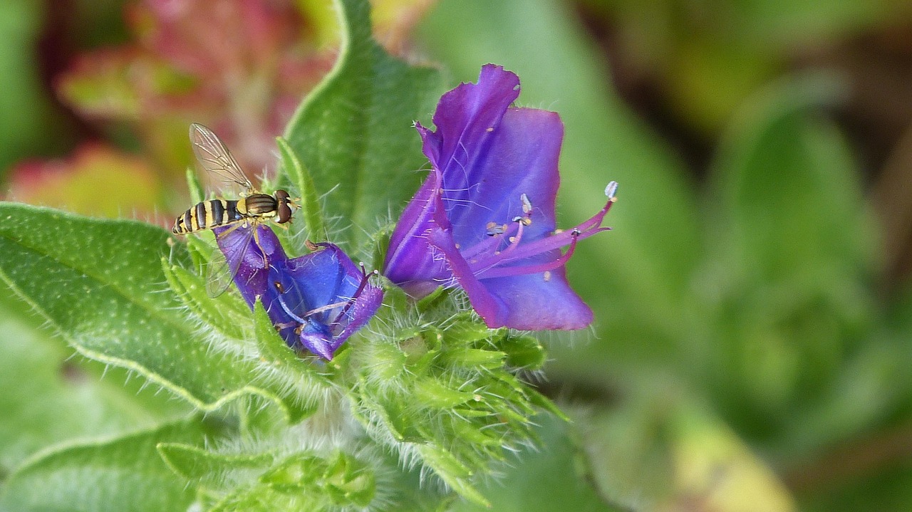 Hover Fly Flower Purple - Free photo on Pixabay