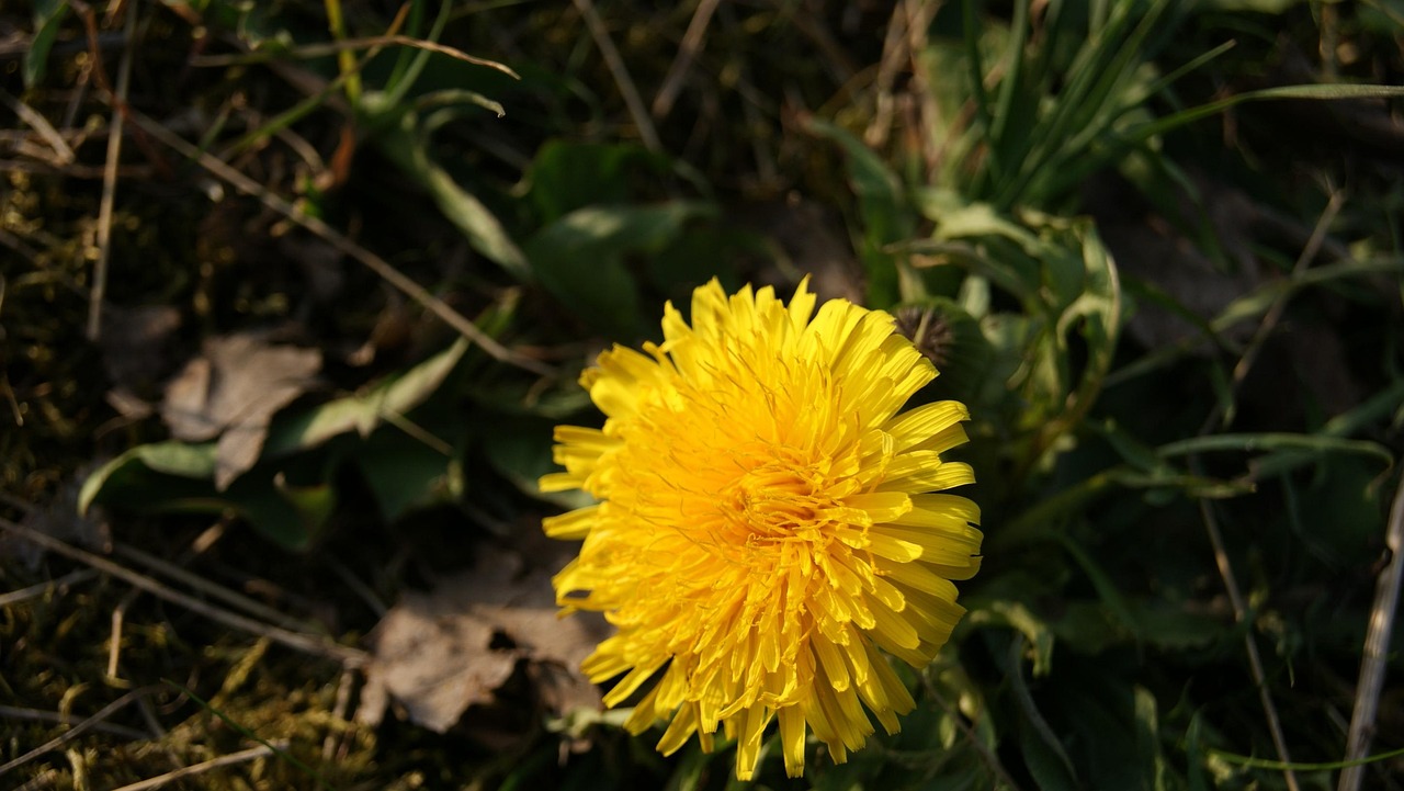 Dandelion Flower Nature - Free photo on Pixabay - Pixabay