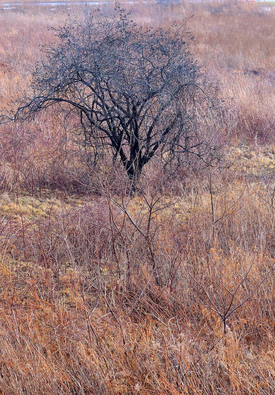 Tree Winter Desolate - Free photo on Pixabay - Pixabay