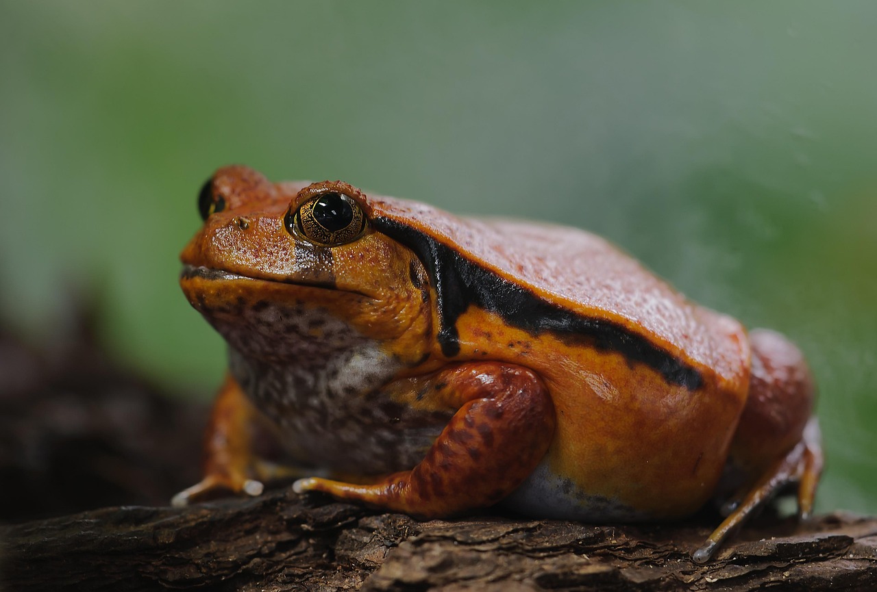 8,000+ Free Fat Frog & Frog Images - Pixabay