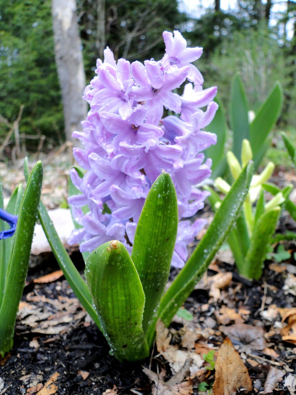 Hyacinth Flower Lavender - Free photo on Pixabay - Pixabay