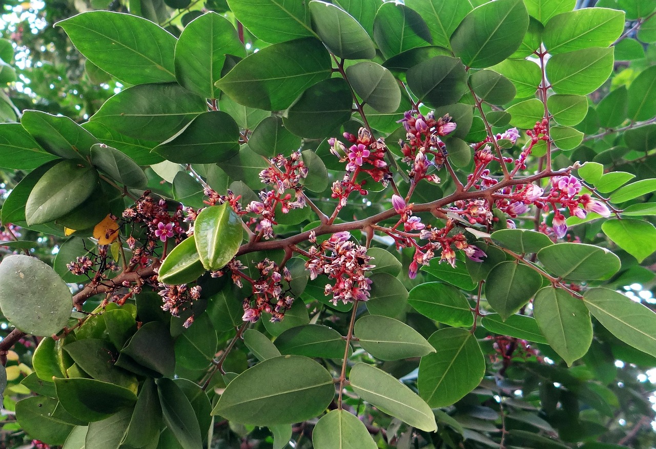40+ Free Carambola & Starfruit Images - Pixabay