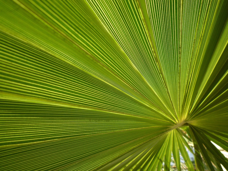 Fan Palm Tree James - Free photo on Pixabay - Pixabay