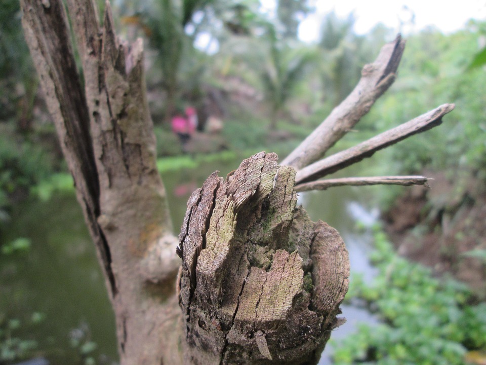 Branch Ecology Wood - Free photo on Pixabay - Pixabay