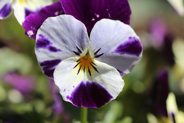 Pansy Flower Blossoms Close - Free photo on Pixabay - Pixabay