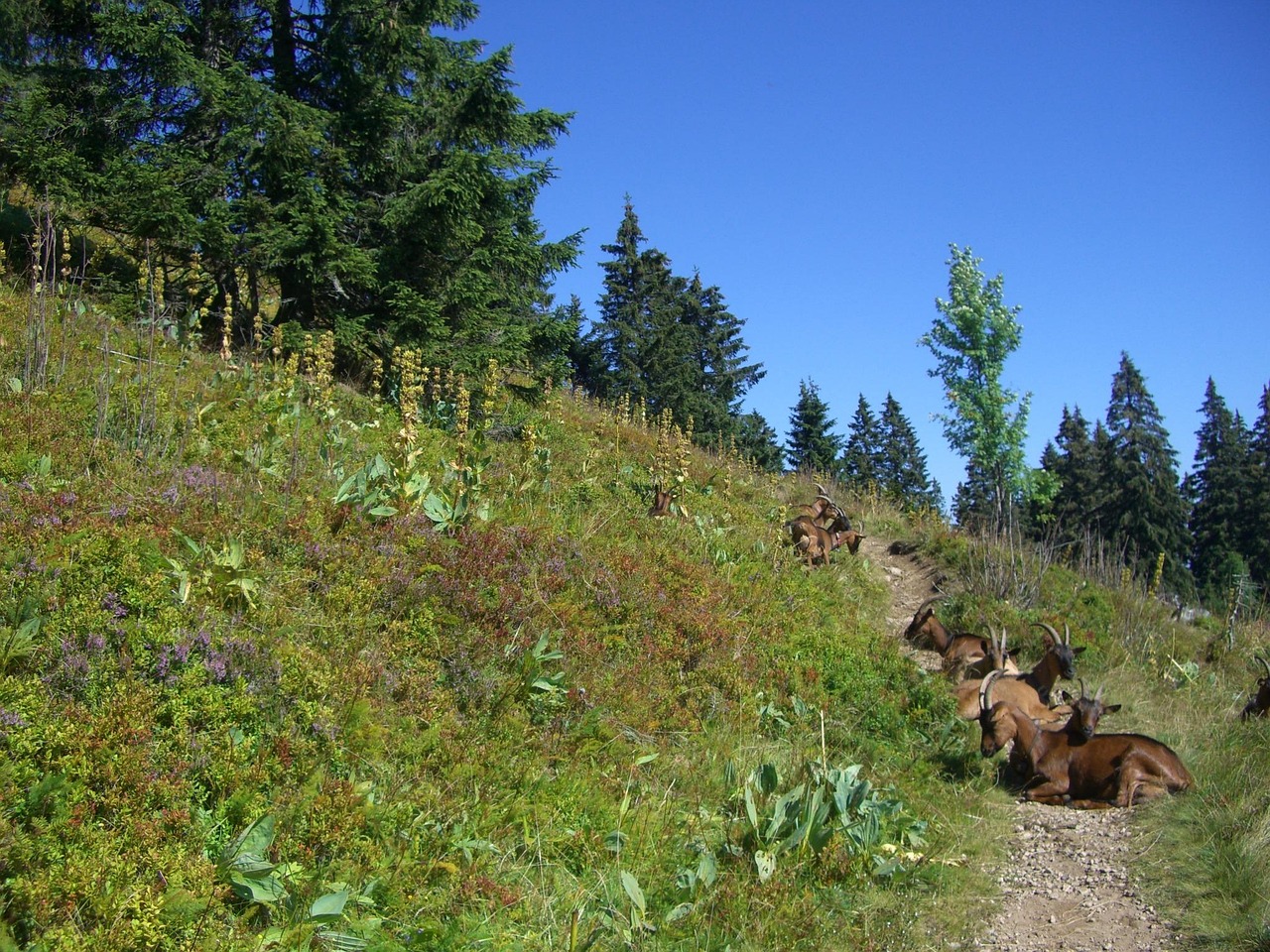 Geiten Struikrover Feldberg - Gratis foto op Pixabay