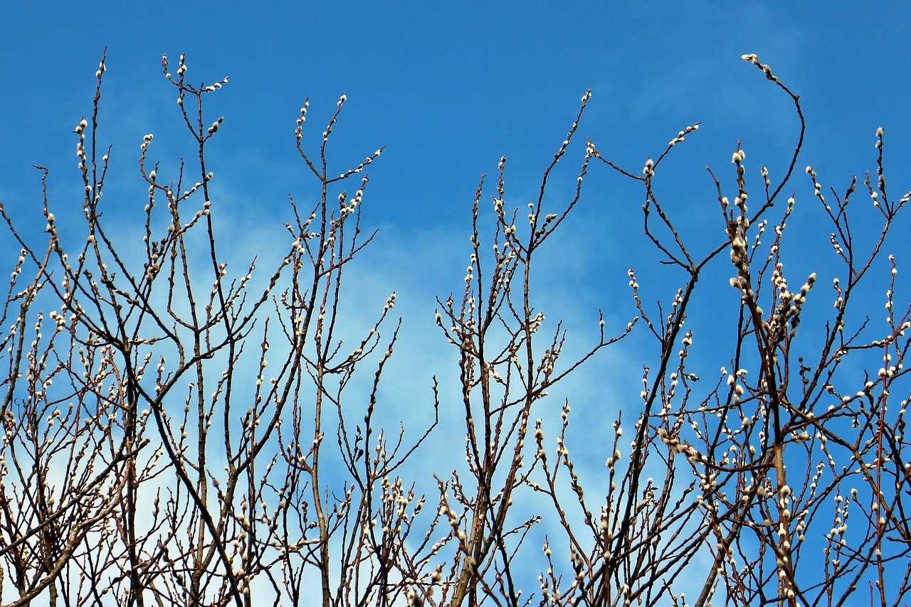 20+ Free Sal Tree & Nature Photos - Pixabay