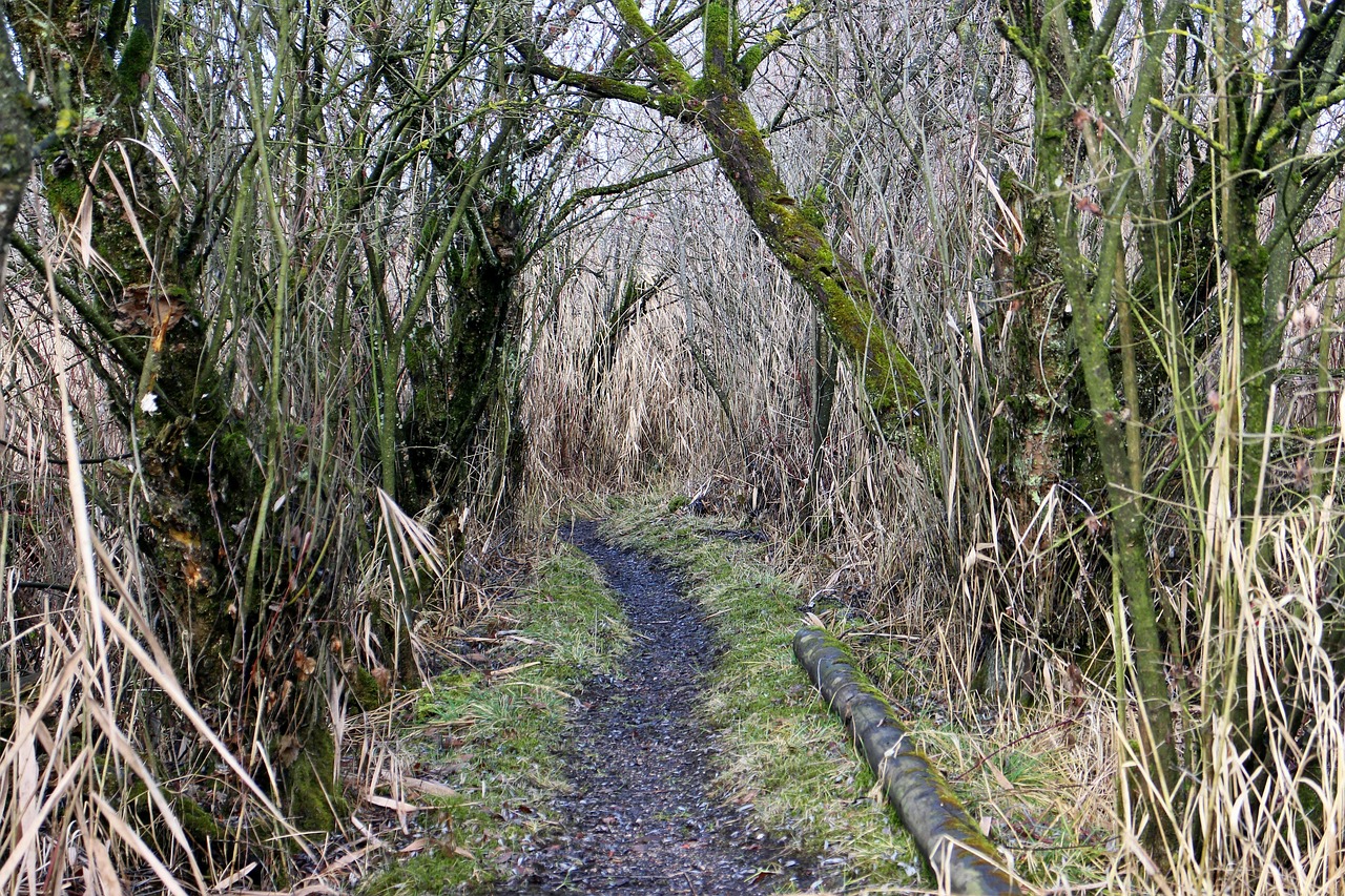 Beaten Path Walk - Free photo on Pixabay