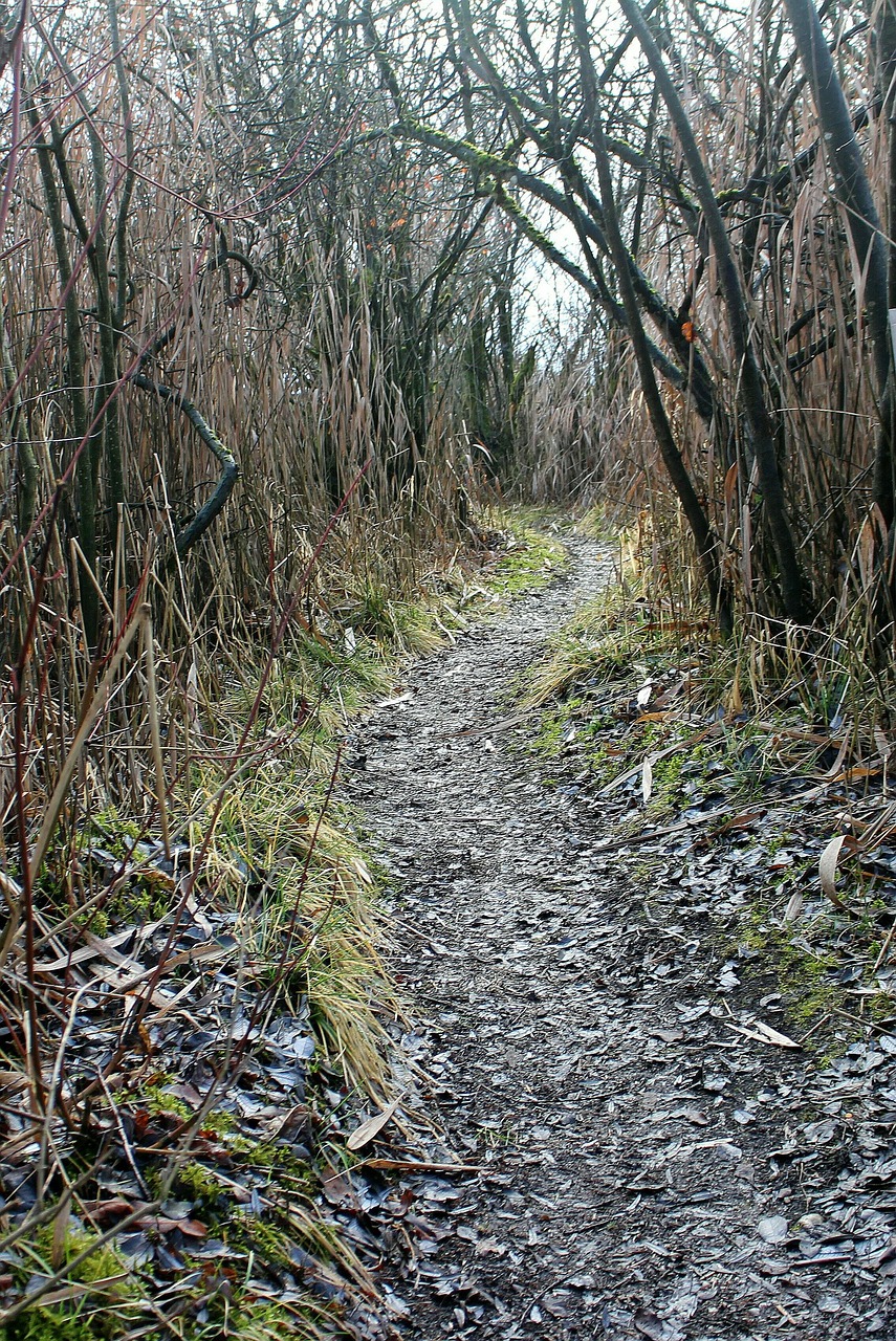Beaten Path Walk - Free photo on Pixabay