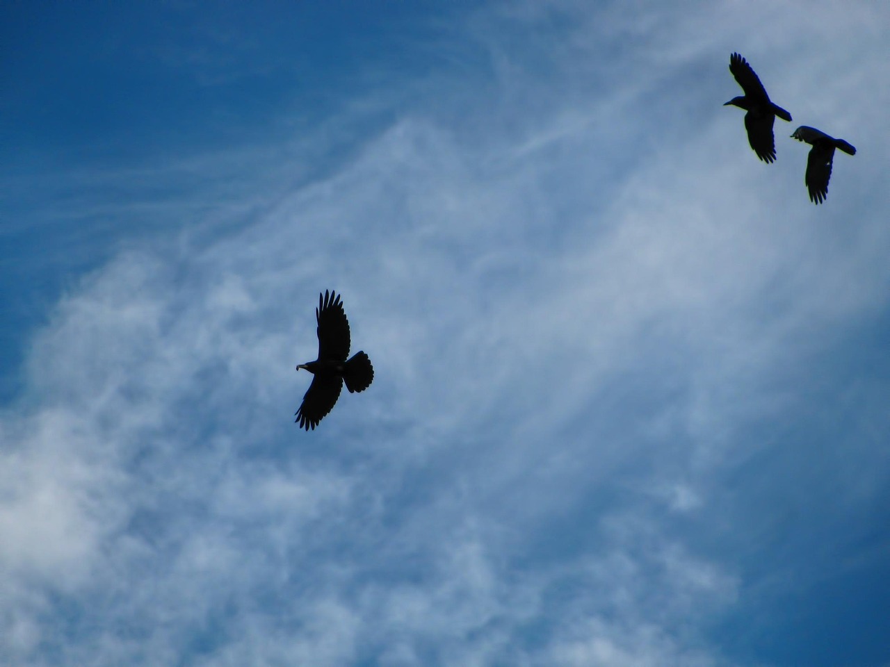 Raven Bird Birds - Free photo on Pixabay - Pixabay