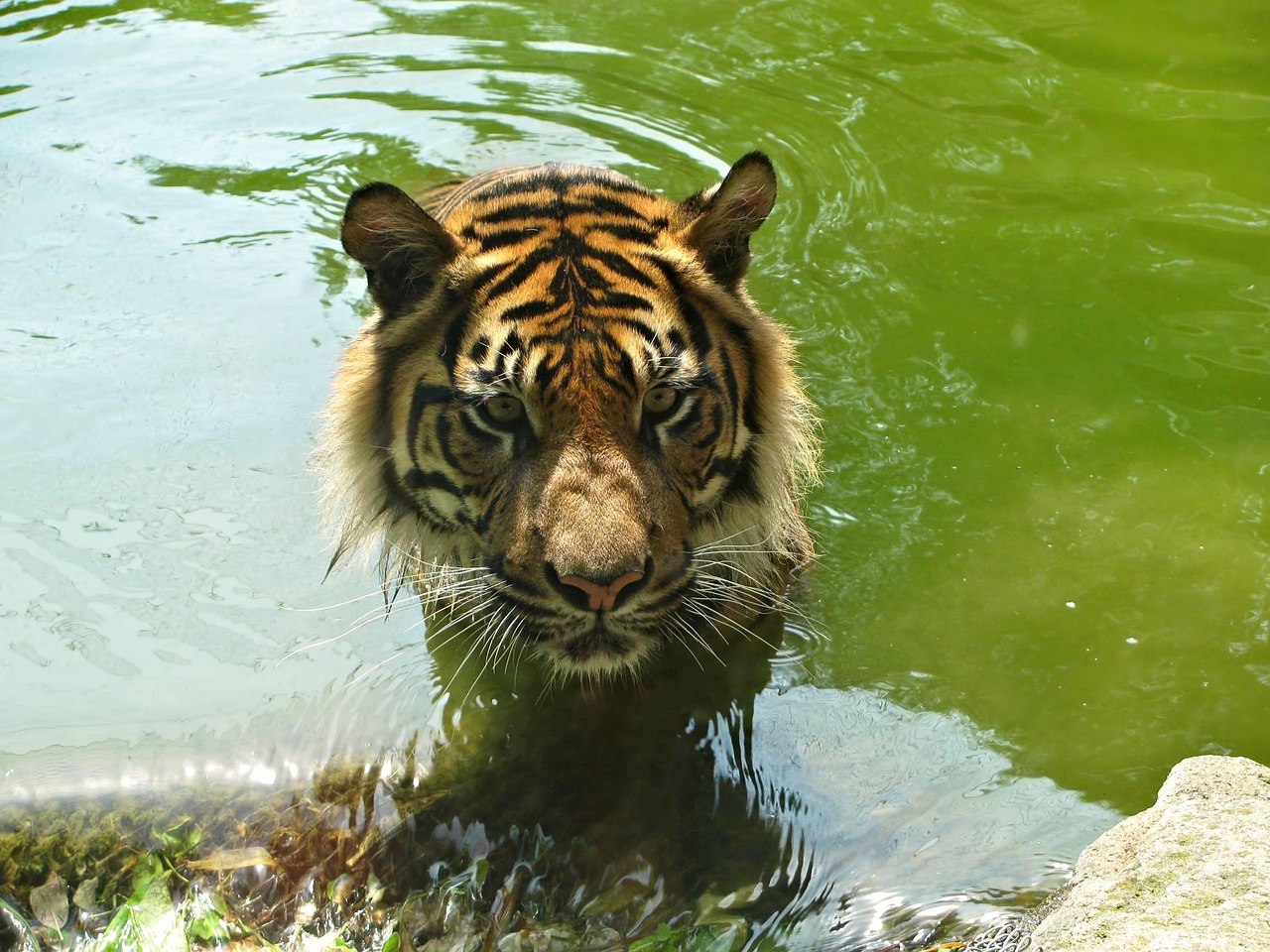 Tiger Cat Big - Free photo on Pixabay