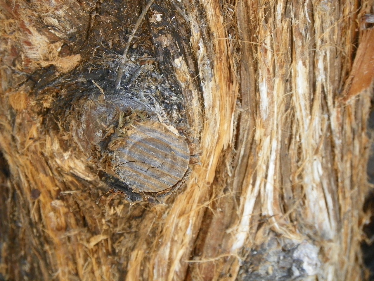 Wood Cedar Branch - Free photo on Pixabay - Pixabay
