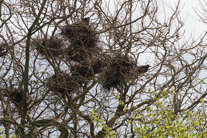 Peste 60 de imagini gratuite cu Cuiburi De Păsări și Pasăre - Pixabay