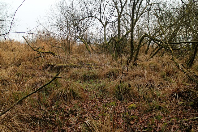 Wild Growth Meadow Undergrowth - Free photo on Pixabay - Pixabay