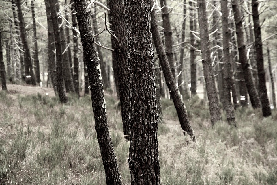 Pinien Bäume Rinde - Kostenloses Foto auf Pixabay - Pixabay