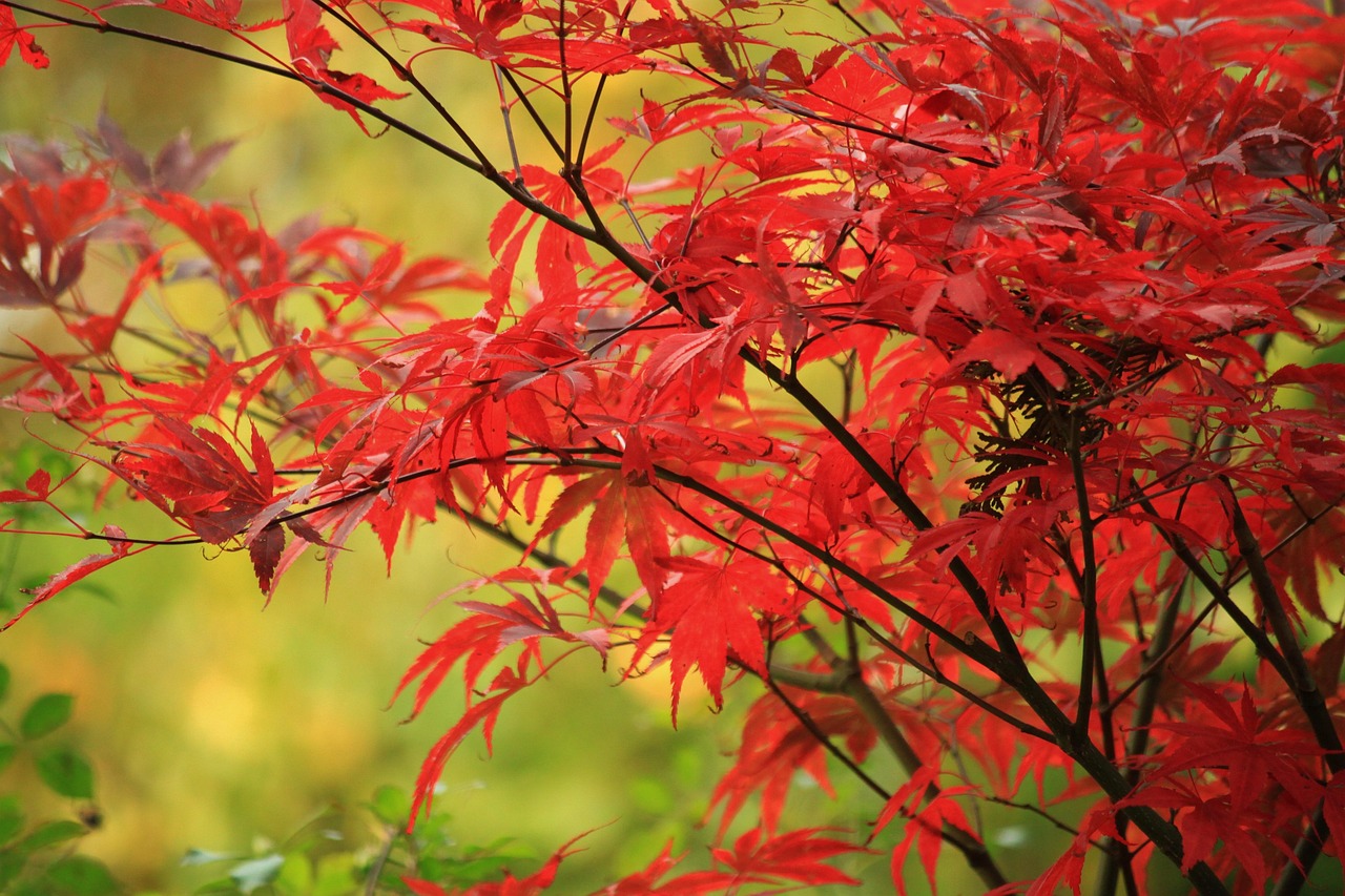 Fall Autumn Leaves - Free photo on Pixabay
