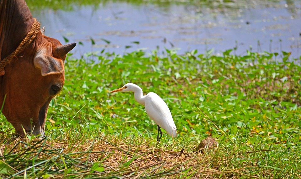 Friends Crane Cow Animal - Free photo on Pixabay - Pixabay