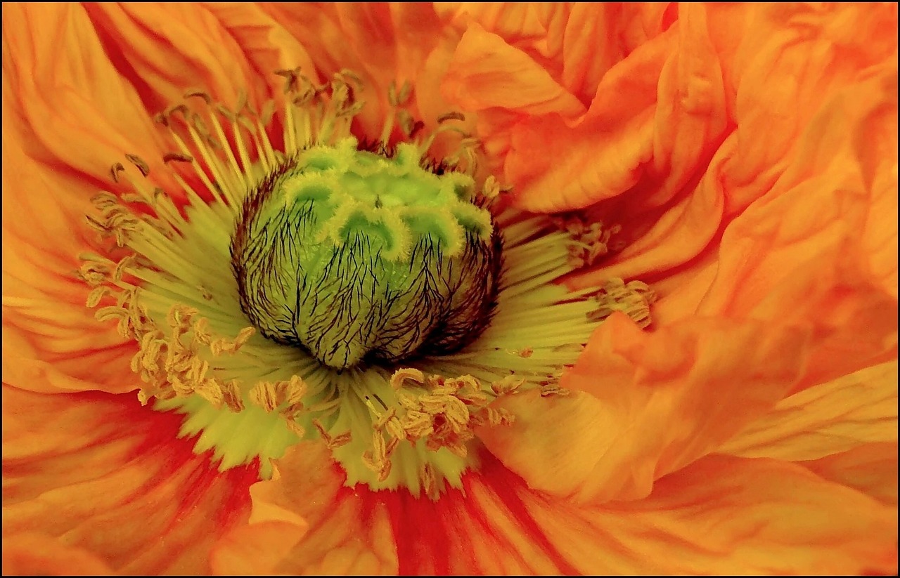 Blossom Bloom Macro - Free photo on Pixabay