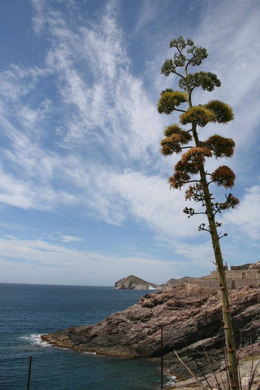 Agave Flowering Henequen Cabo De - Free photo on Pixabay