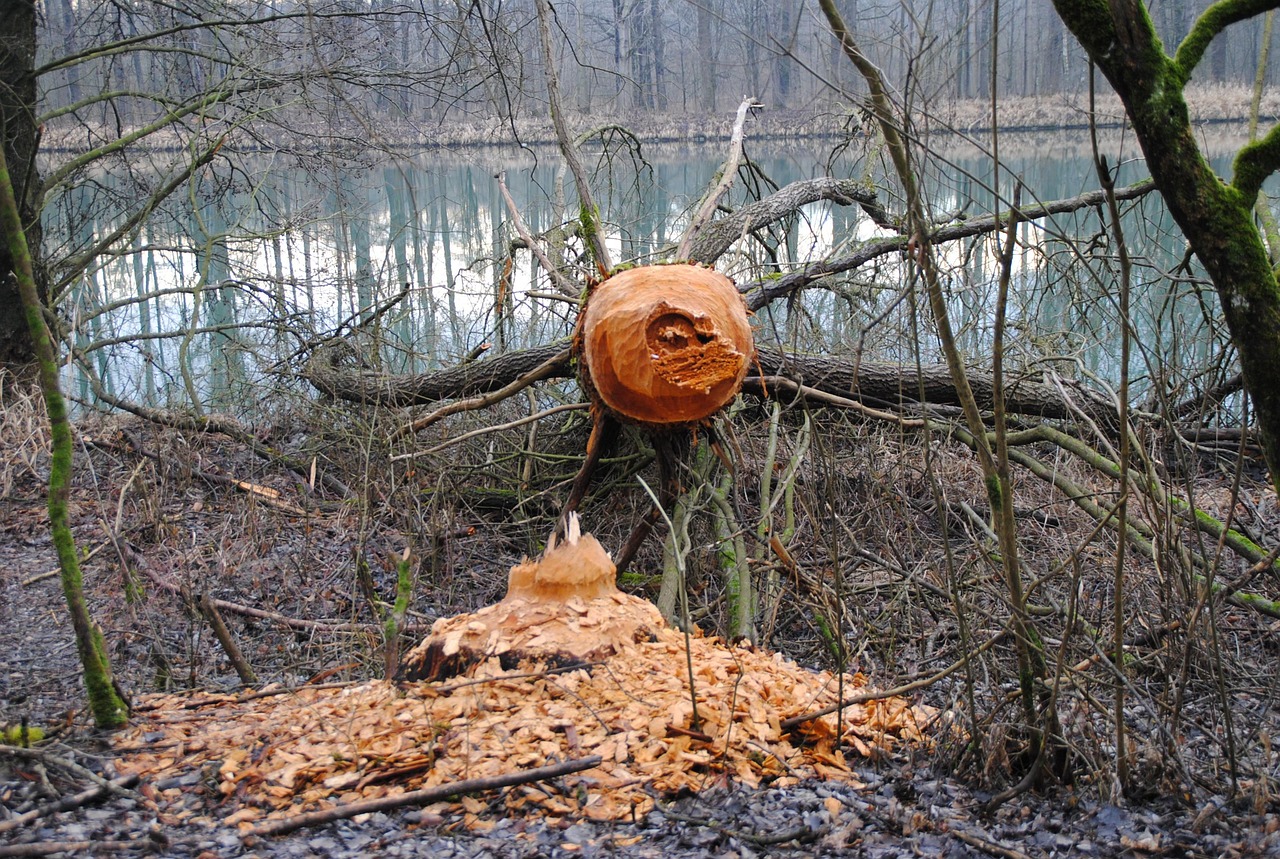 Beaver Damage Rodent - Free photo on Pixabay