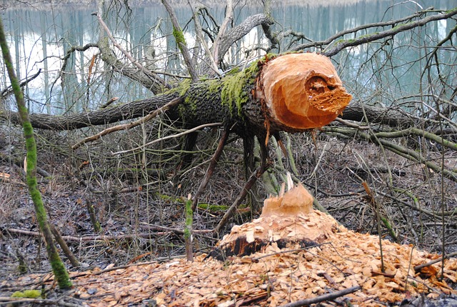 Beaver Damage Rodent - Free photo on Pixabay - Pixabay