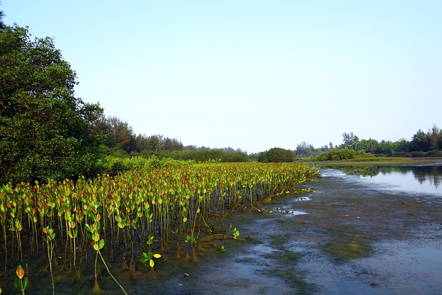 Mangrove Species Seedlings - Free photo on Pixabay