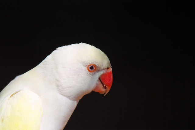 Loro Blanco Pájaro Fauna - Foto gratis en Pixabay - Pixabay