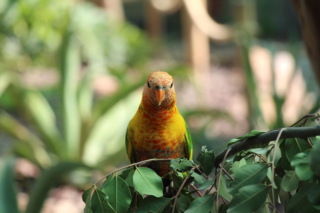 Perroquet Zoo - Photo gratuite sur Pixabay - Pixabay