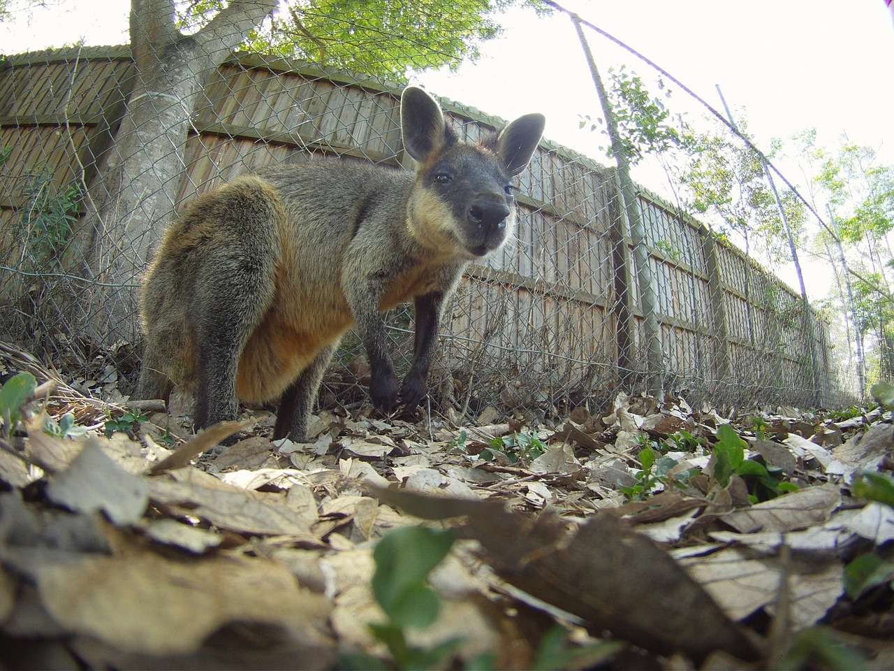 Australia Wallaby Quite - Free photo on Pixabay - Pixabay