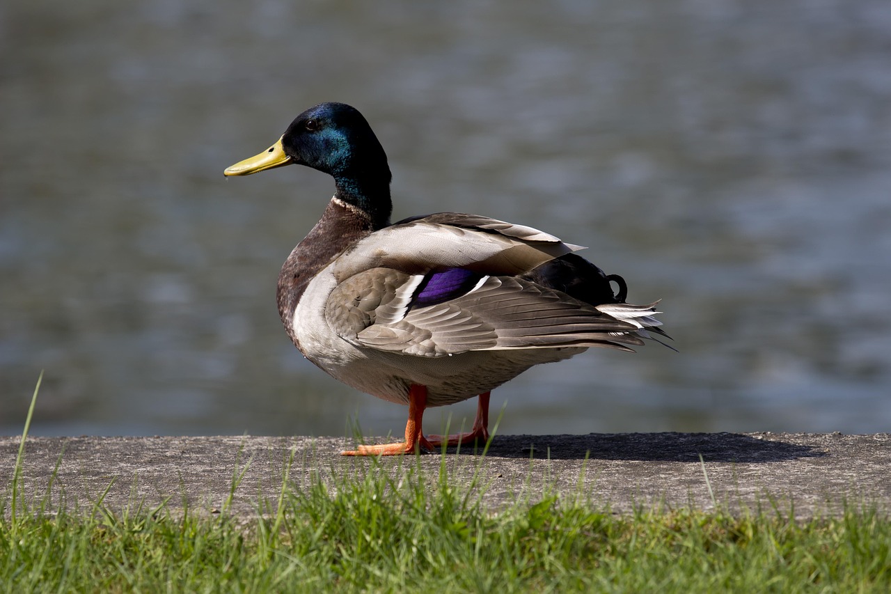 Animal Canard L'Eau - Photo gratuite sur Pixabay - Pixabay